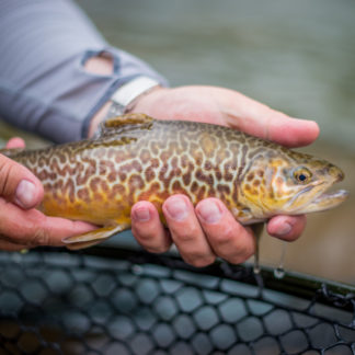 What is a tiger trout?